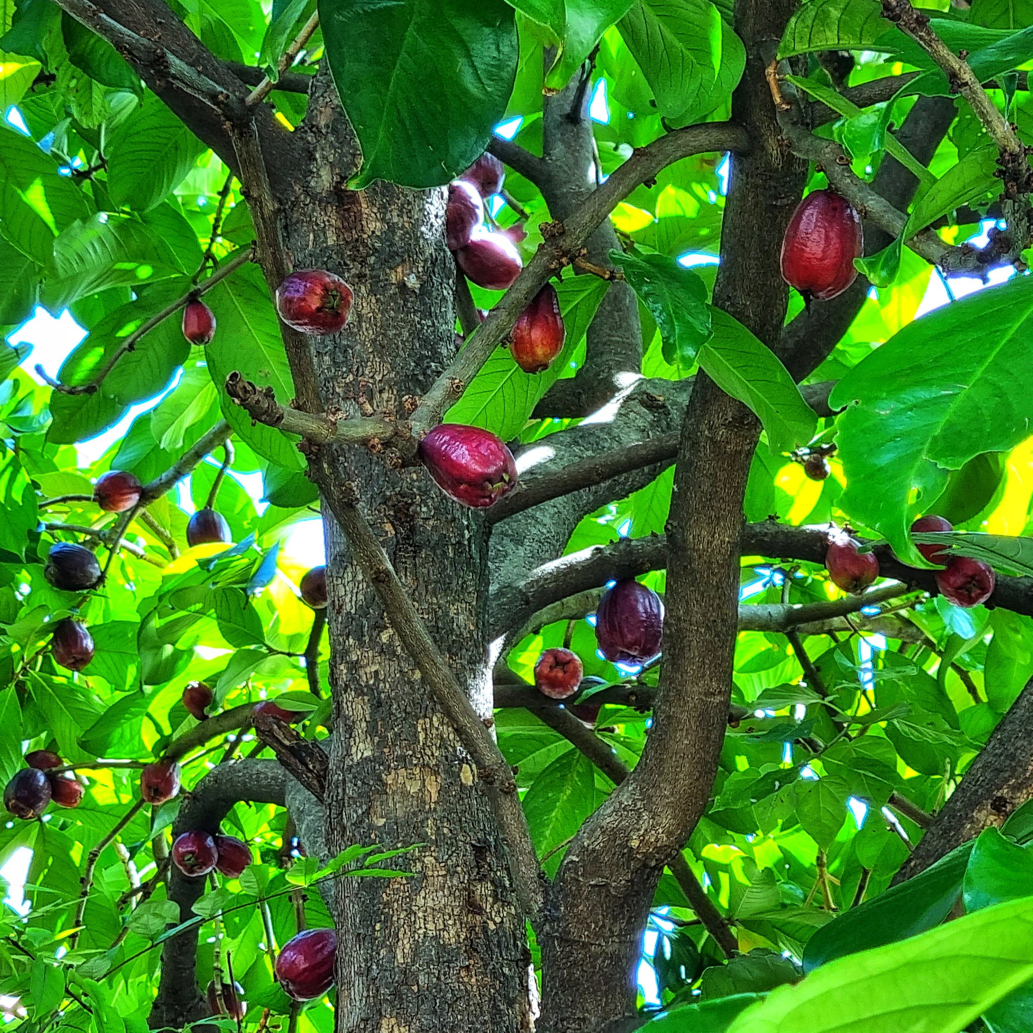 Jamaican Apple Tree
