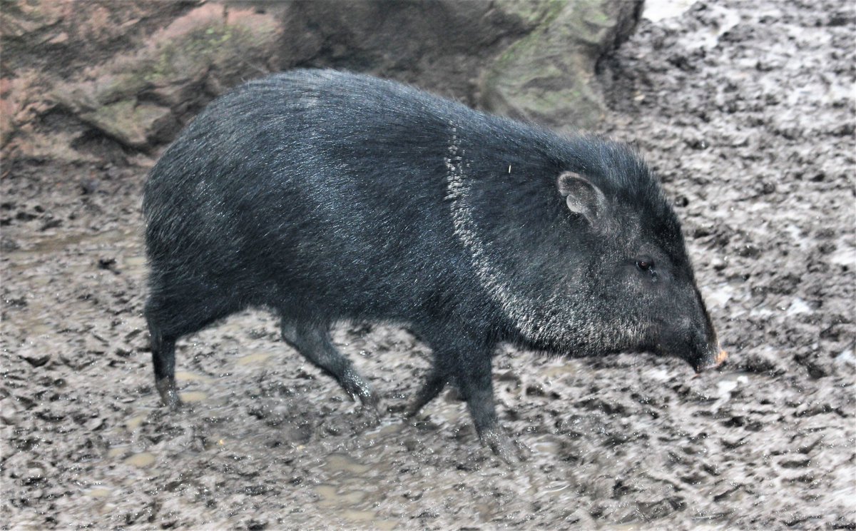 Como seria o filme Rei Leão se fosse no Brasil? O artista Vilmar Rossi ...