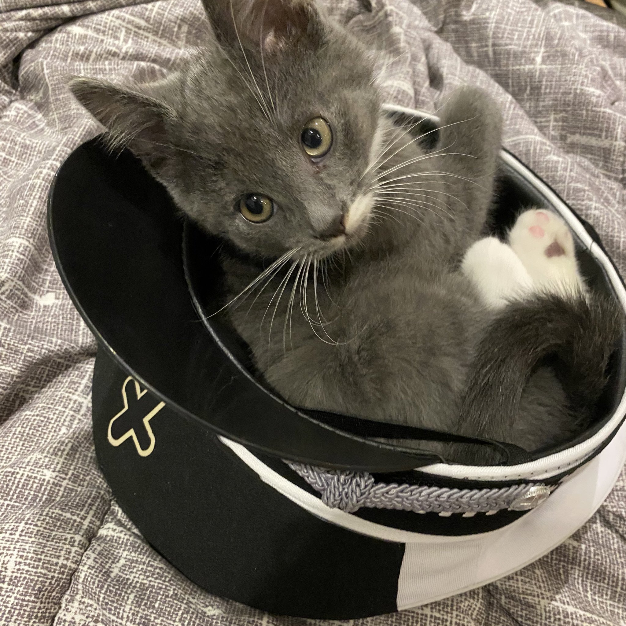 TW Pornstars - Ev. Twitter. He fits in the hat for my esdeath cosplay ...