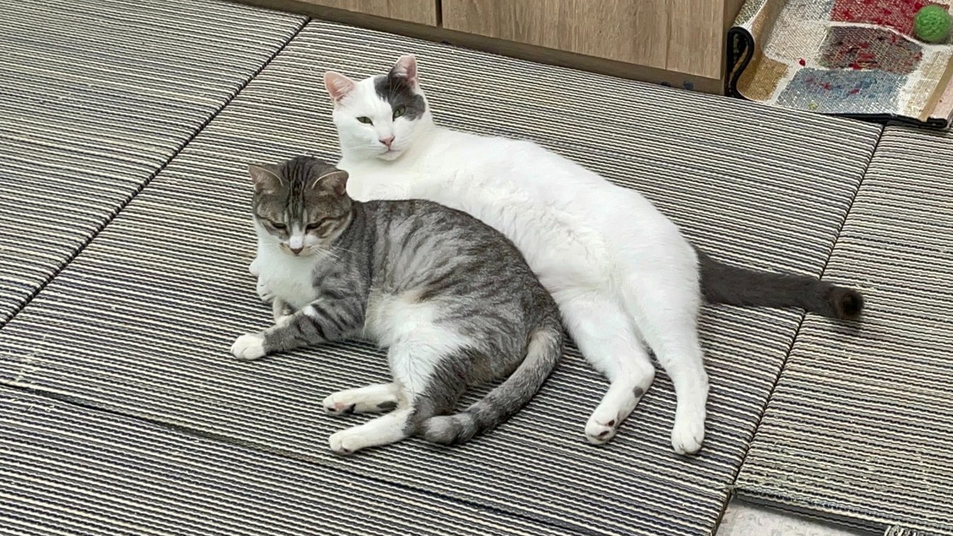 NPO法人にゃいるどはーと🐾 (@NPO48681819) / Twitter