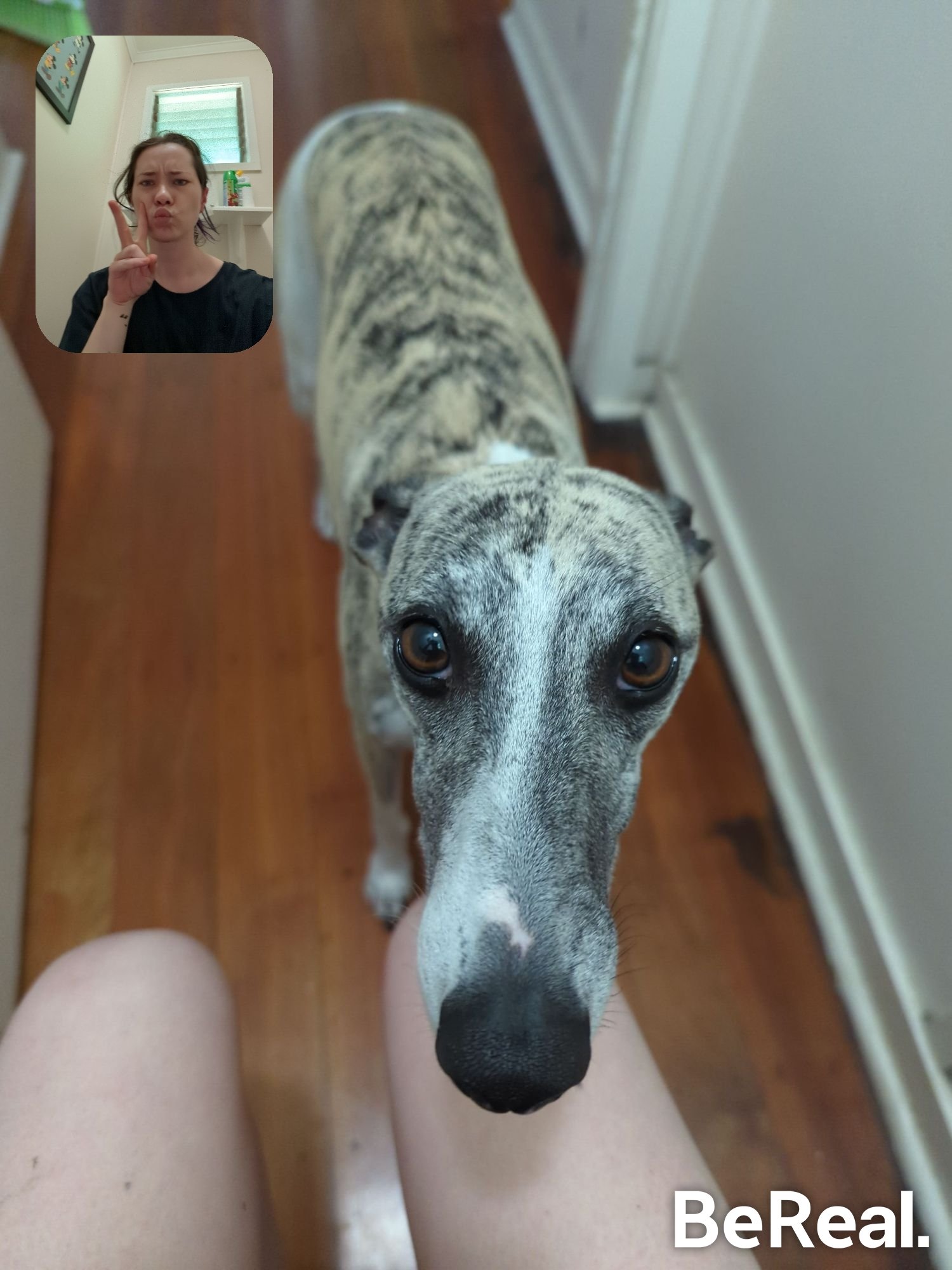 Nic the Pixie 🍉 on Twitter: "I don't know what it is about BeReal but it just knows when my ...