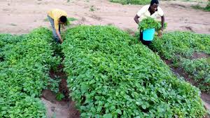 VYAKULA AMBAVYO VINAONGEZA KIWANGO CHA MBEGU ZA KIUME. UZI 🧵 RETWEET ...