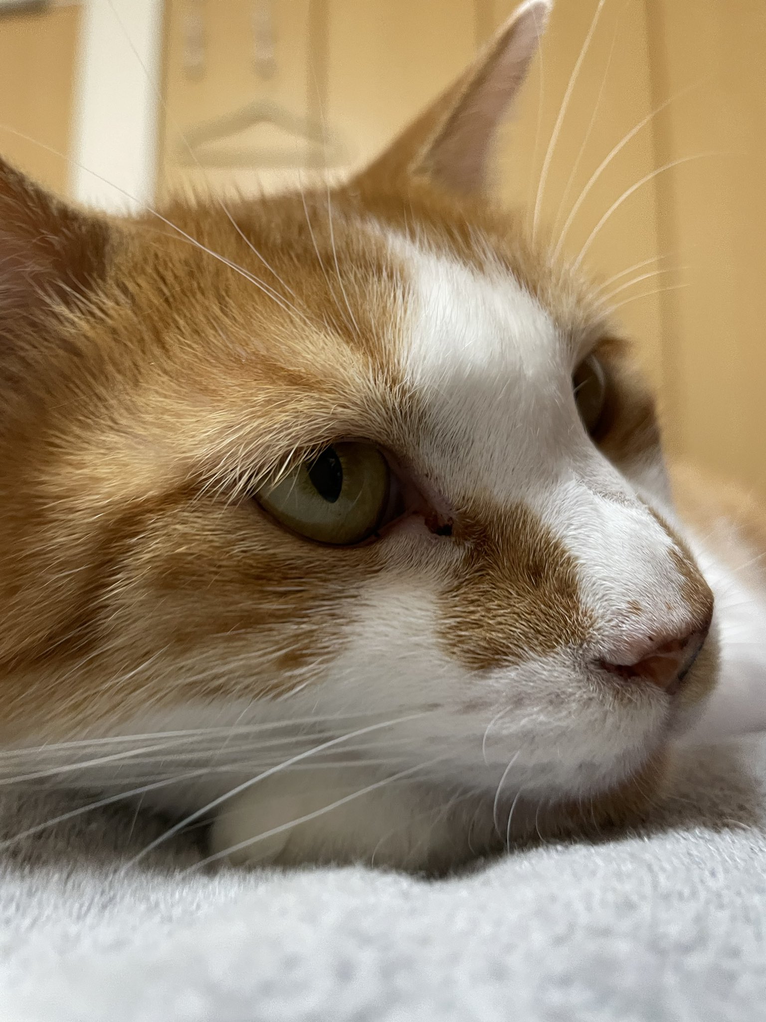 日野@配信開始「公爵騎士は美しき聖女に真実の愛を誓う」（こはく文庫） (@hino_modoki) / Twitter