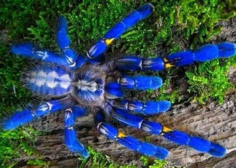 Blue And Yellow Tarantula