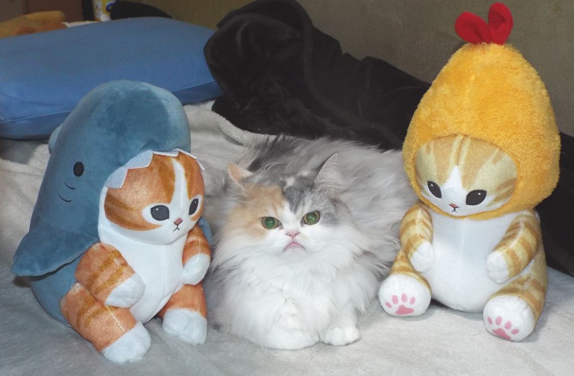 苺にゃん on Twitter: "サメにゃん、えびにゃん、真中にゃん♪ #mofusand @mofu_sand #サメにゃん https://t.co/b6JopJeGq8" / Twitter