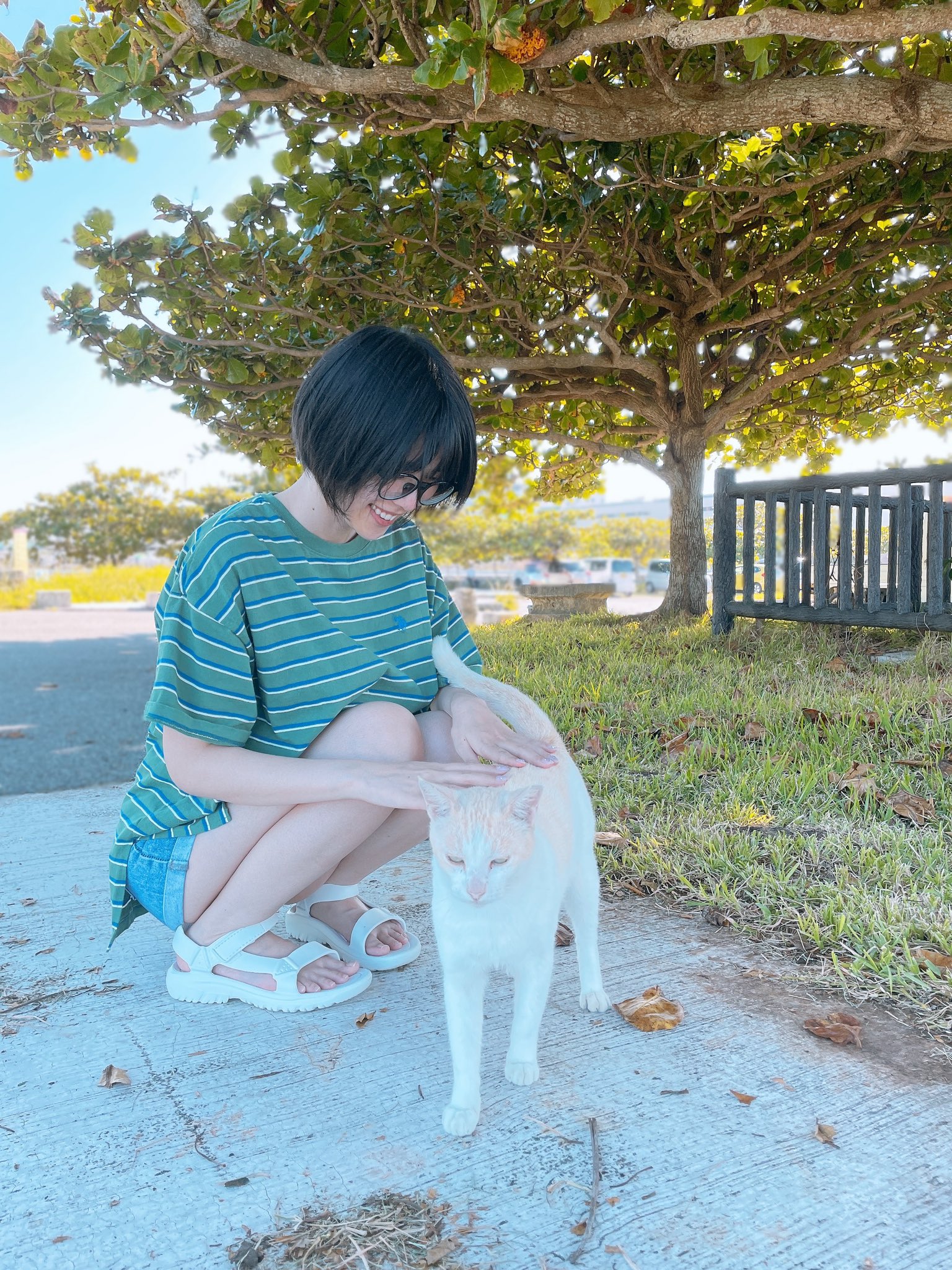 すみれch💜 On Twitter 沖縄の猫可愛かった🐈🐾 G8cyhruttj Twitter