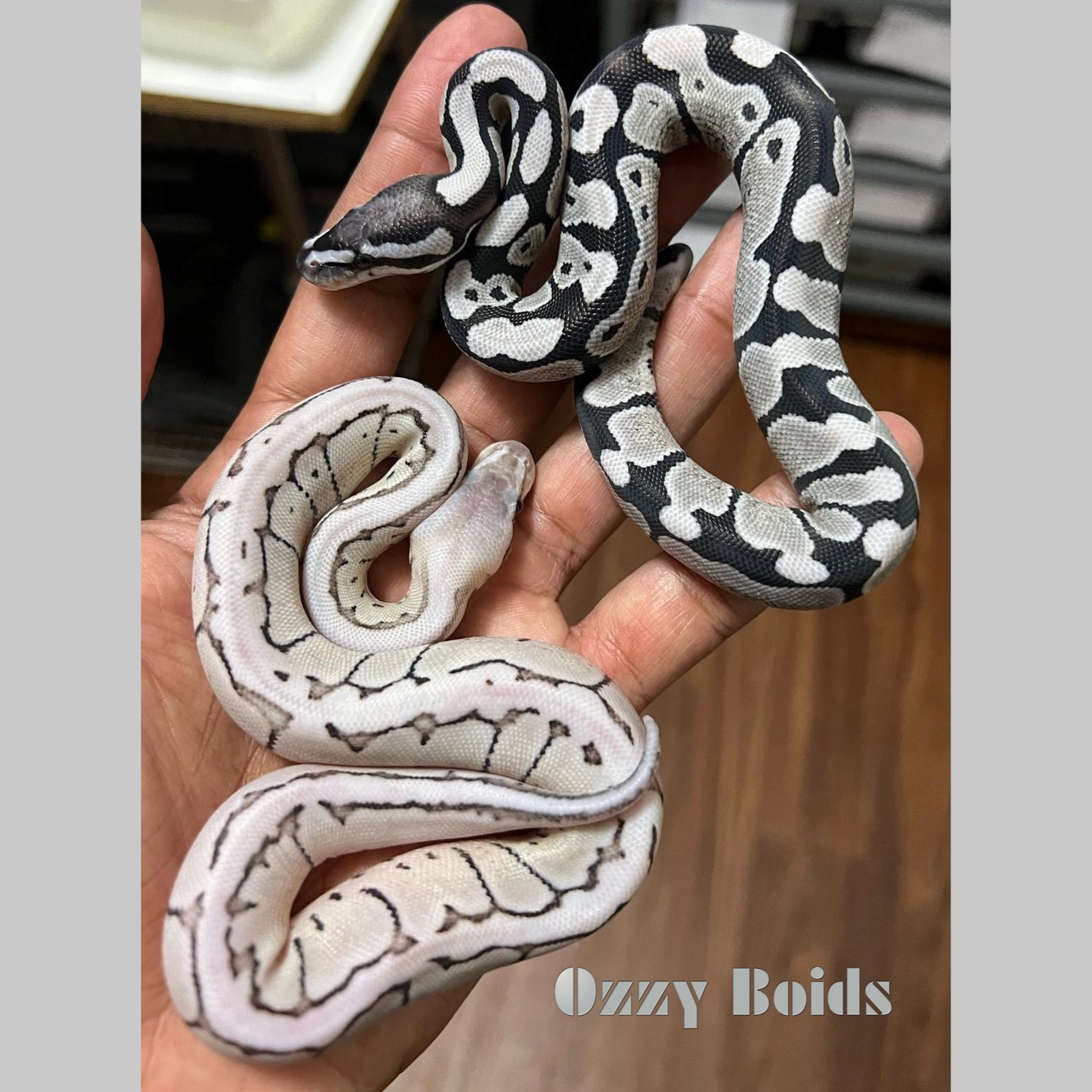 Axanthic Spider Ball Python Ball Pythons Aren't Just For