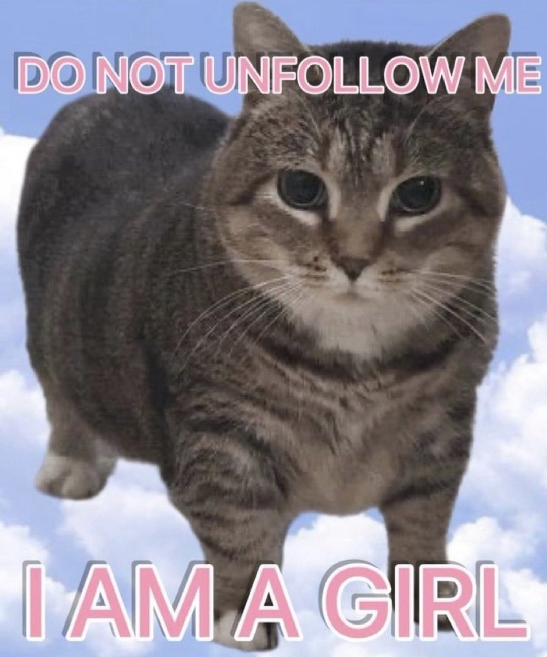 smol silly cat (@Catsillyness) / Twitter