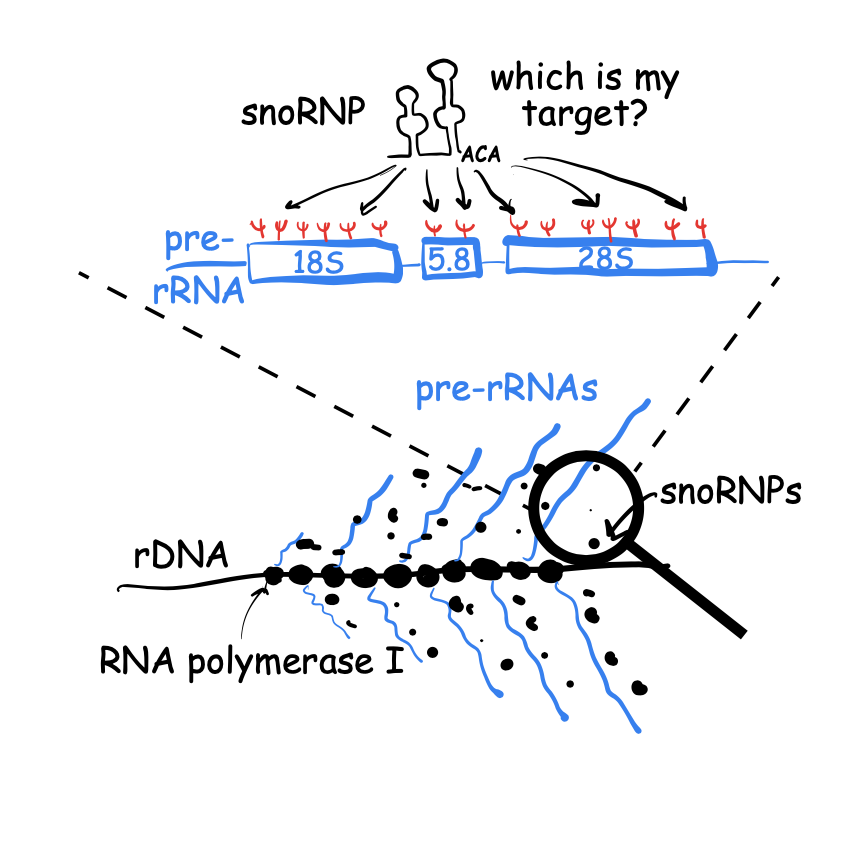 Ribosomal Rna Function