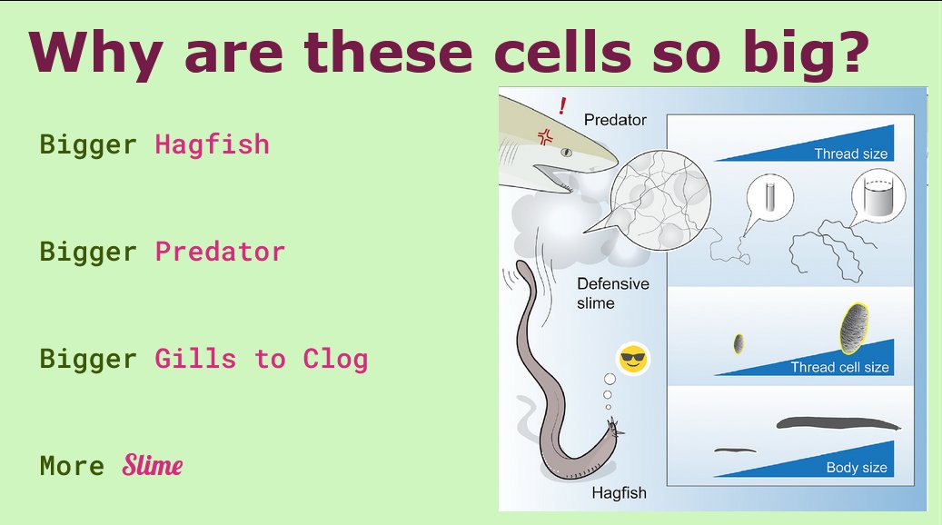 ⬅️This Dog on Twitter: "Celebrate Hagfish Day by reading about the allometric exponent of ...