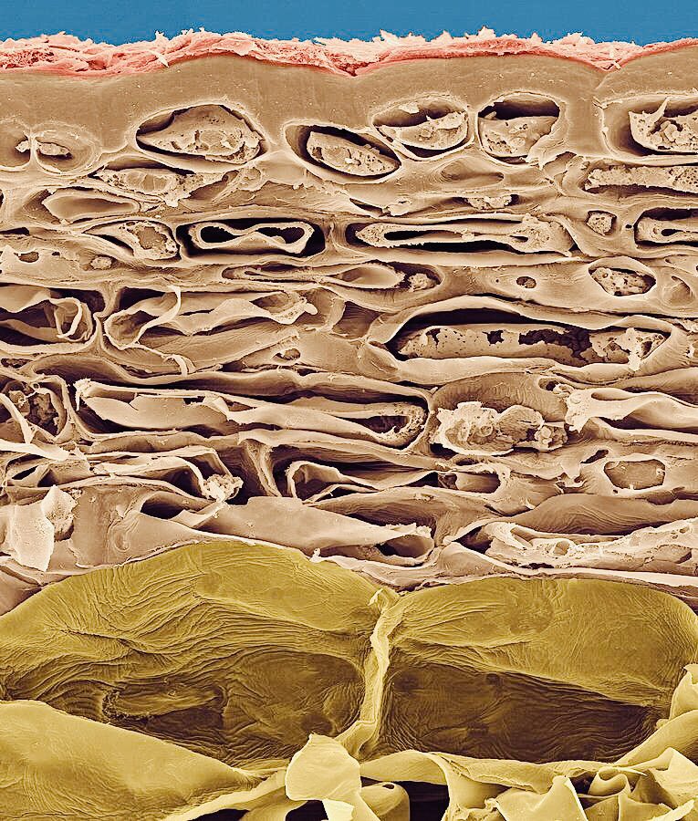 Microscopic Images Of Human Skin