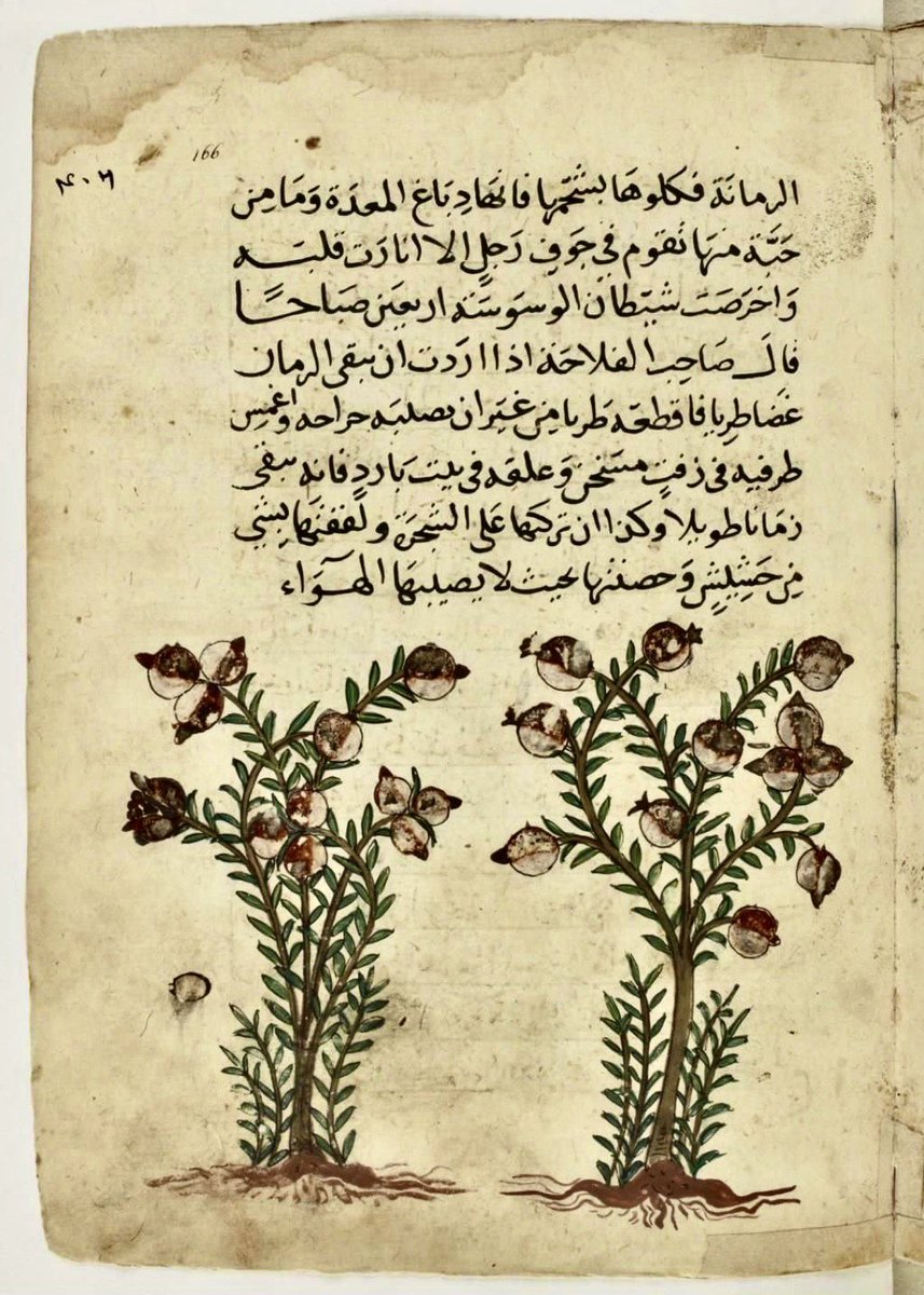 Scholars of Islamic culture contributed significantly to botany ...