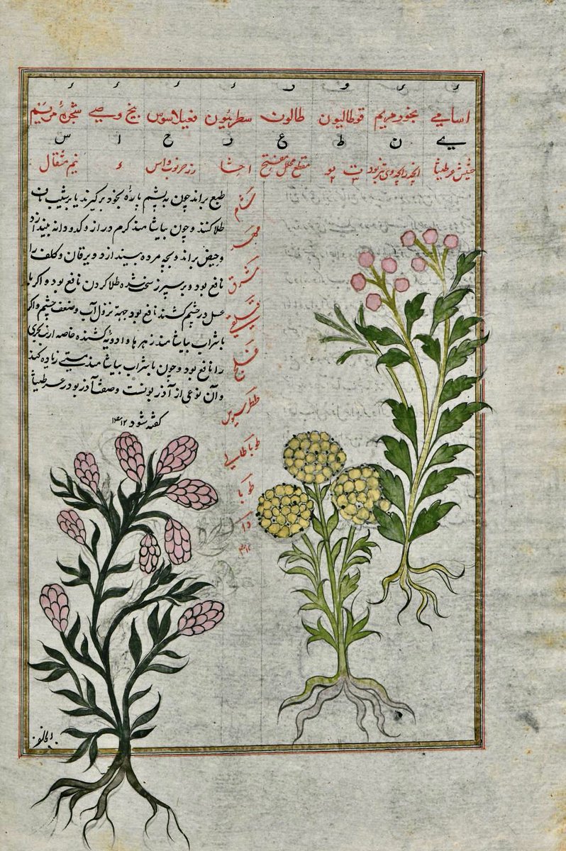 Scholars of Islamic culture contributed significantly to botany ...
