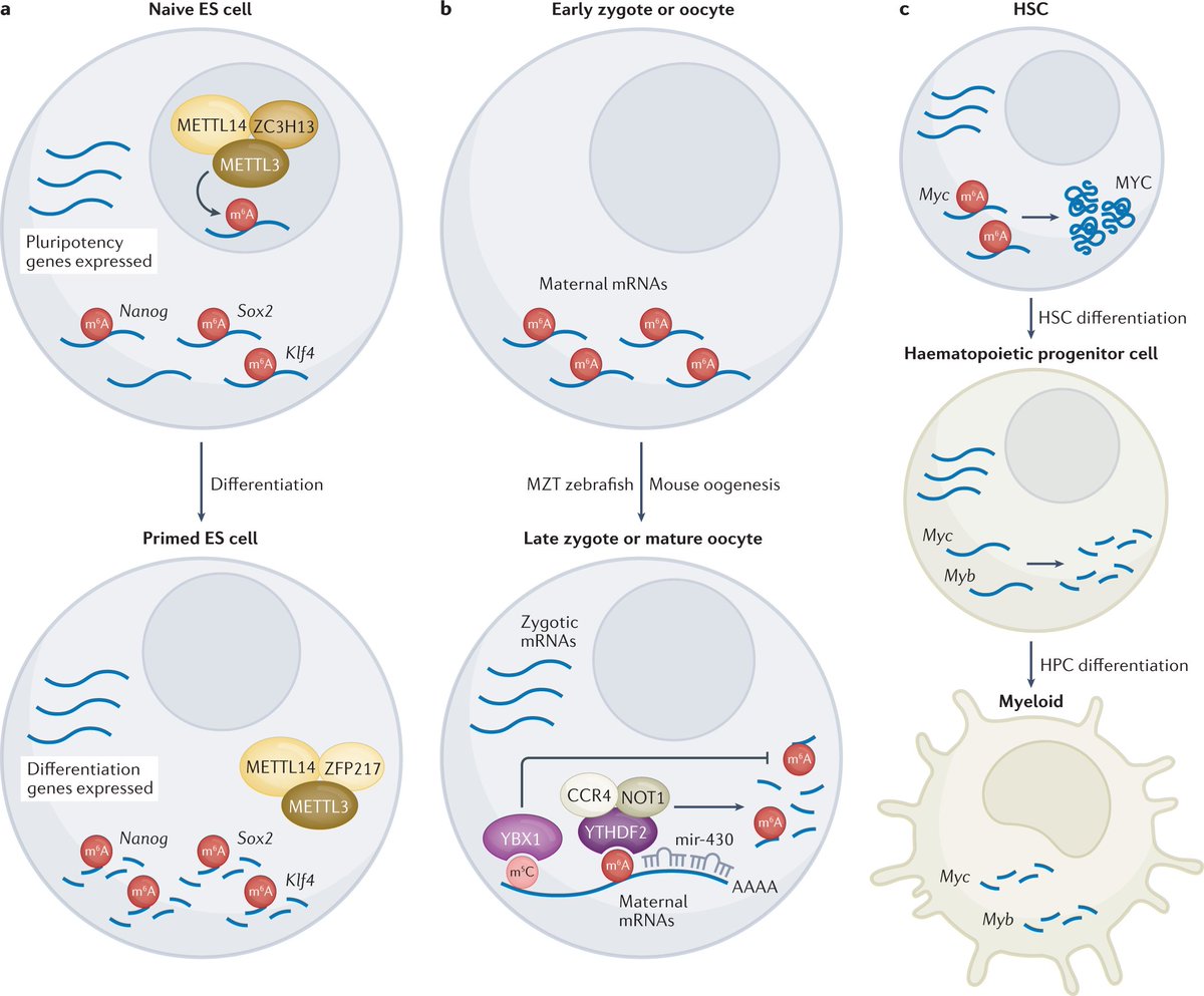 Nature Reviews Genetics On Twitter They Review The Roles Of M6a