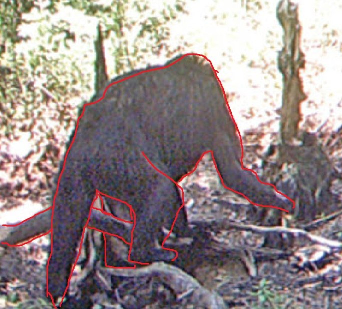 Ground Sloth Sightings