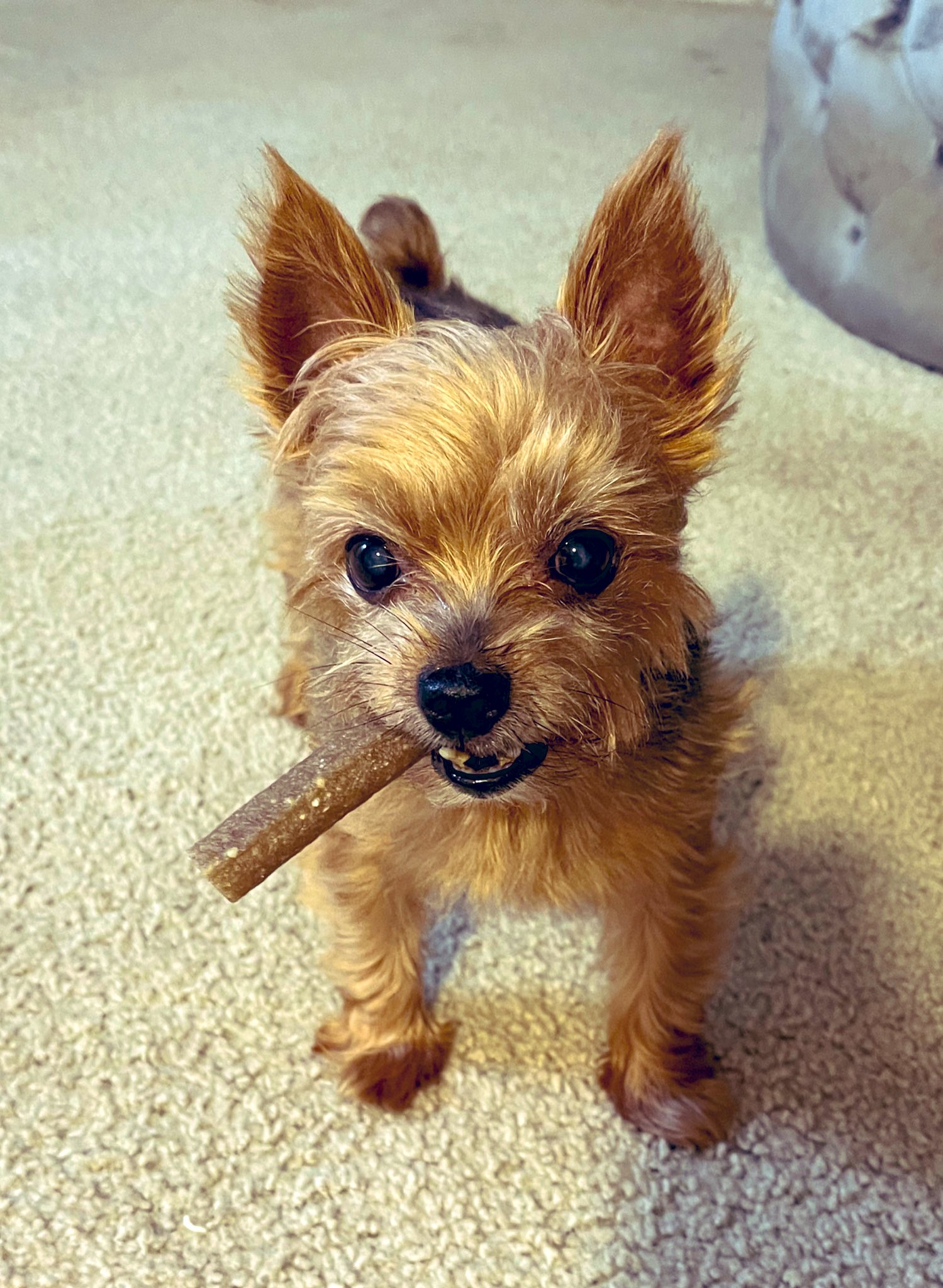 TW Pornstars - Alexis Amore ™ Born 🇵🇪 Living 🇺🇸. Twitter. Took this ...