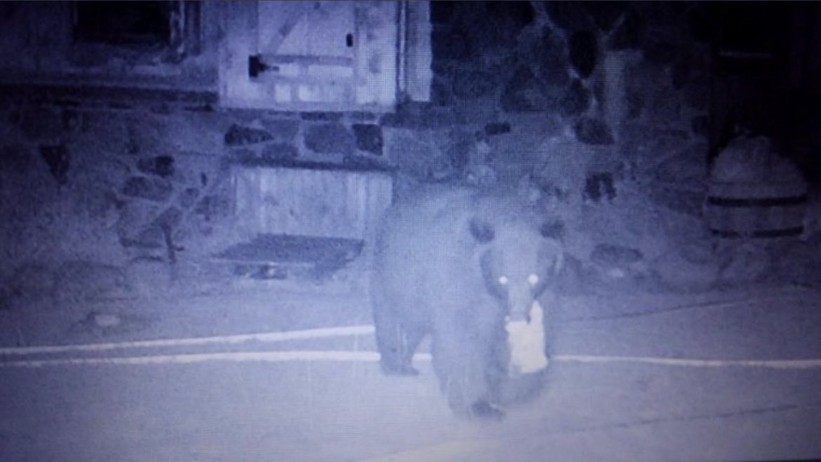 Realizing I’ve never shared the story about the time our cabin was ...