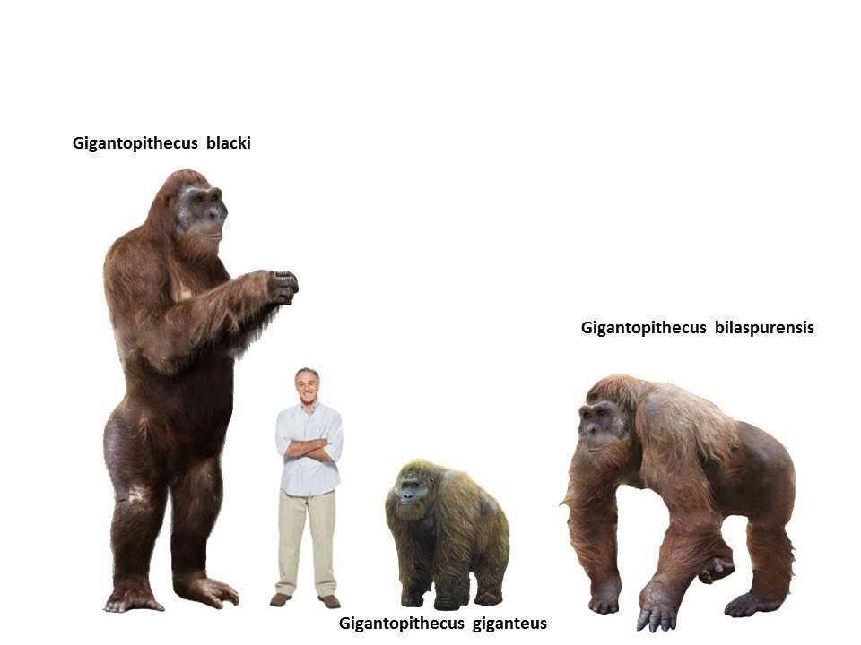 Gigantopithecus Giganteus Gigantopithecus Throw Blanket | CafePress