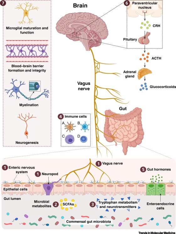 Optimizing gut health, is a non-negotiable step in improving any health ...