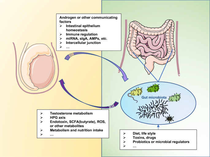 Optimizing gut health, is a non-negotiable step in improving any health ...