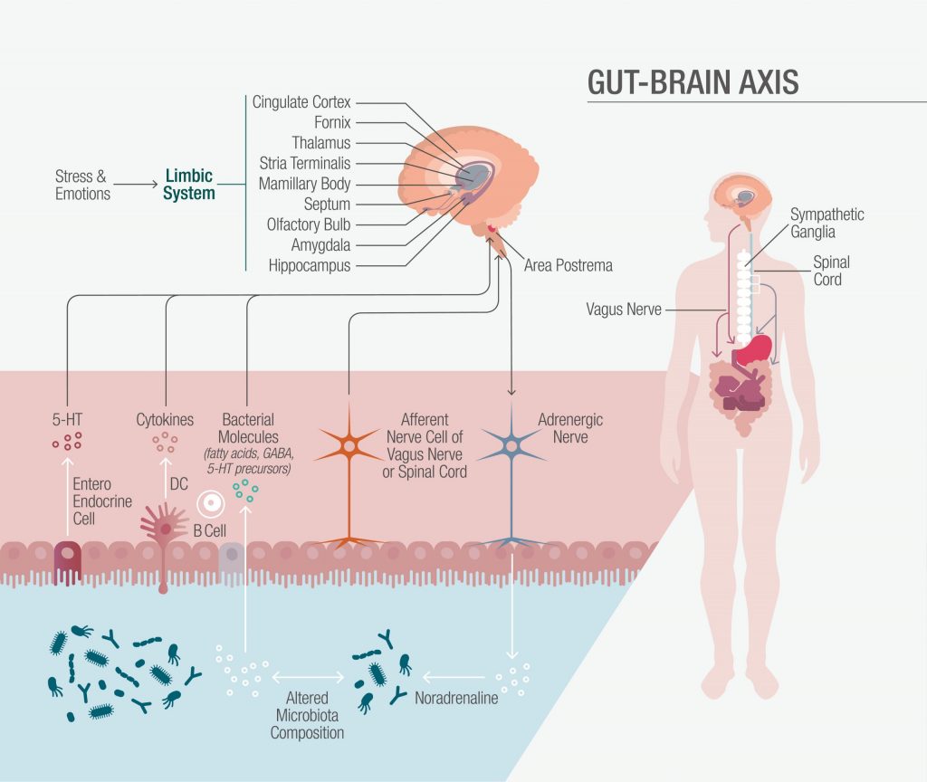 Optimizing gut health, is a non-negotiable step in improving any health ...