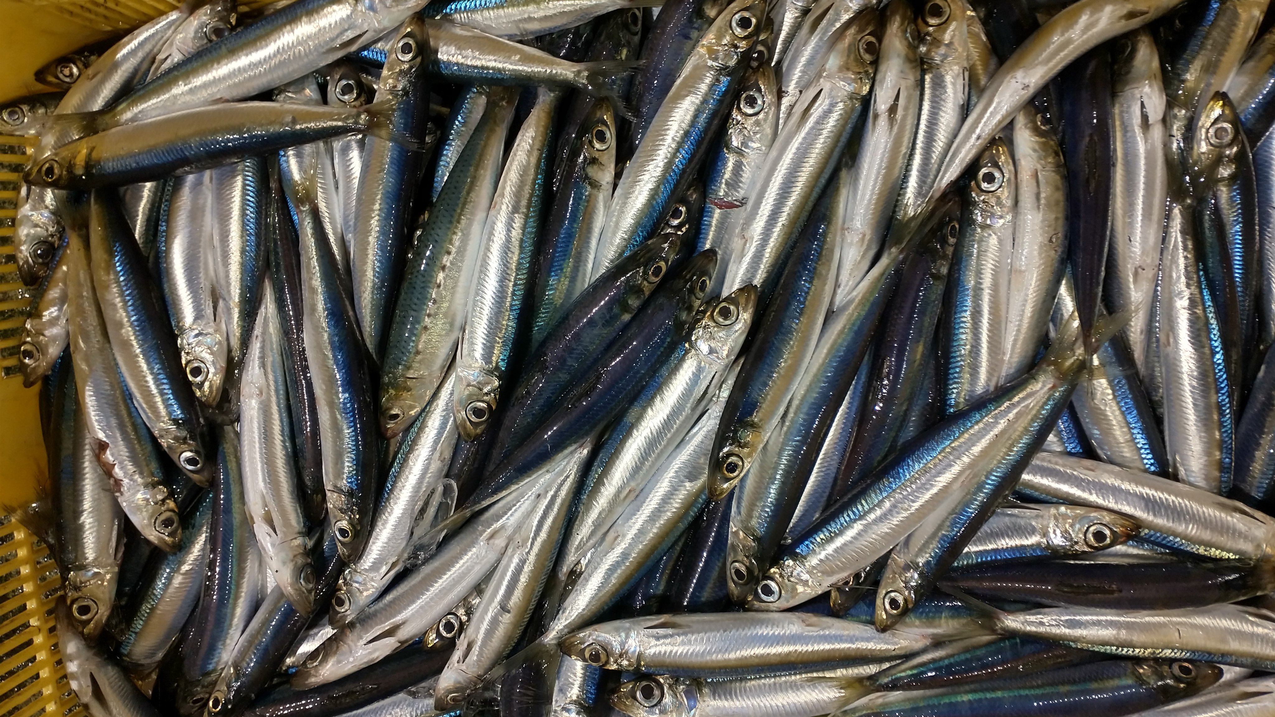 あつうみ (@atsu_umi) / Twitter