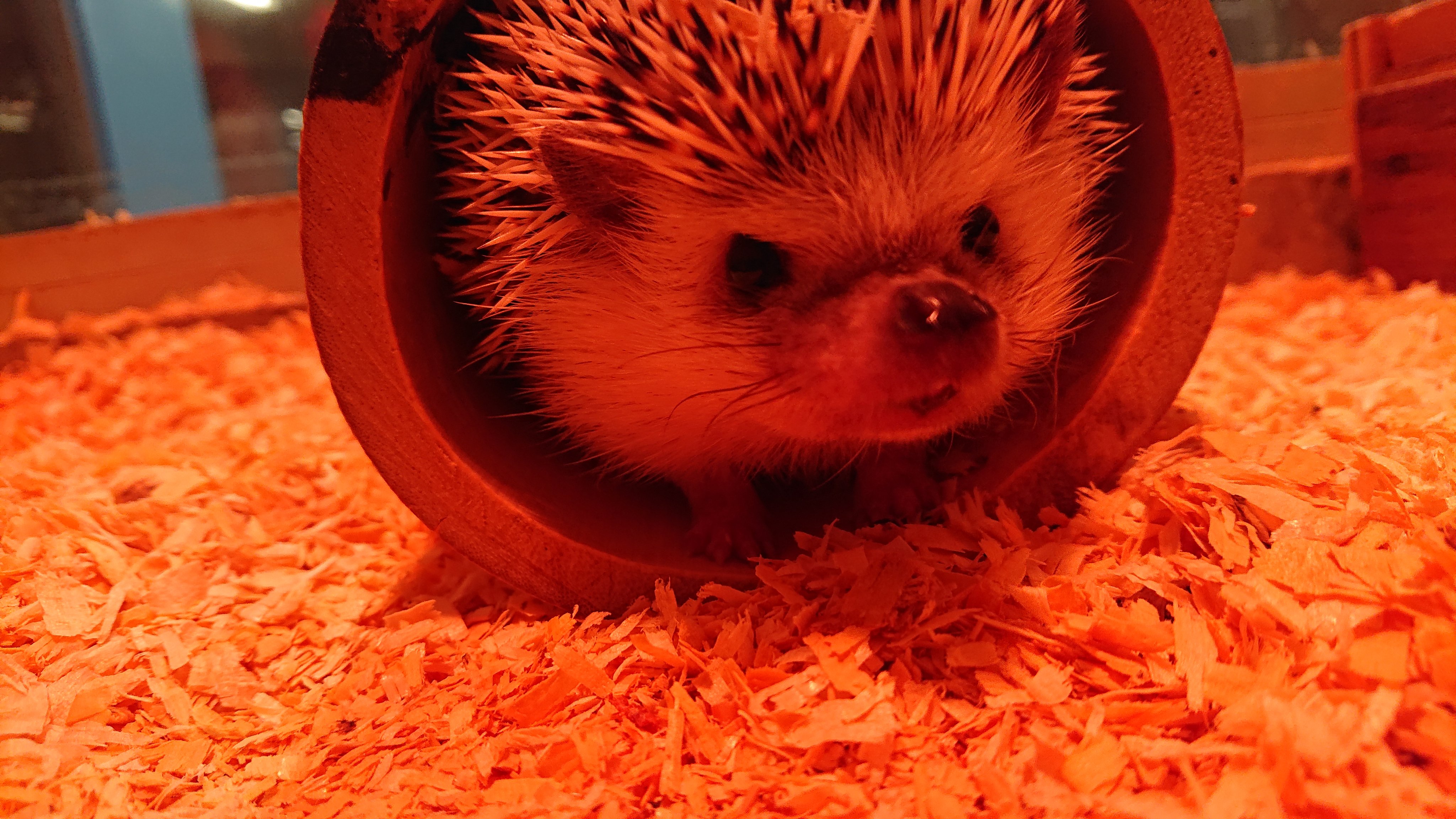 静岡市立日本平動物園 (@nhdzoo) / Twitter