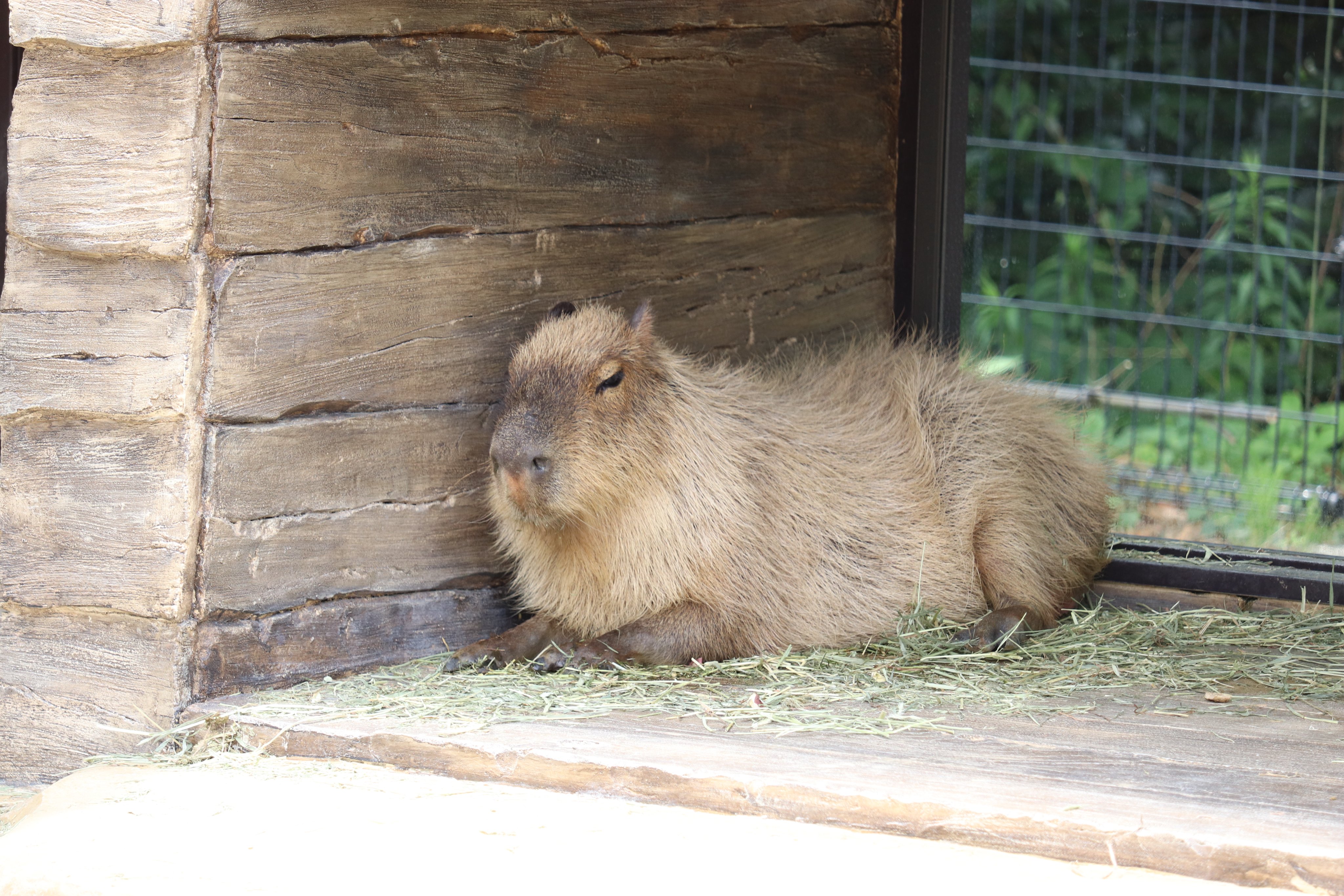 静岡市立日本平動物園 (@nhdzoo) / Twitter