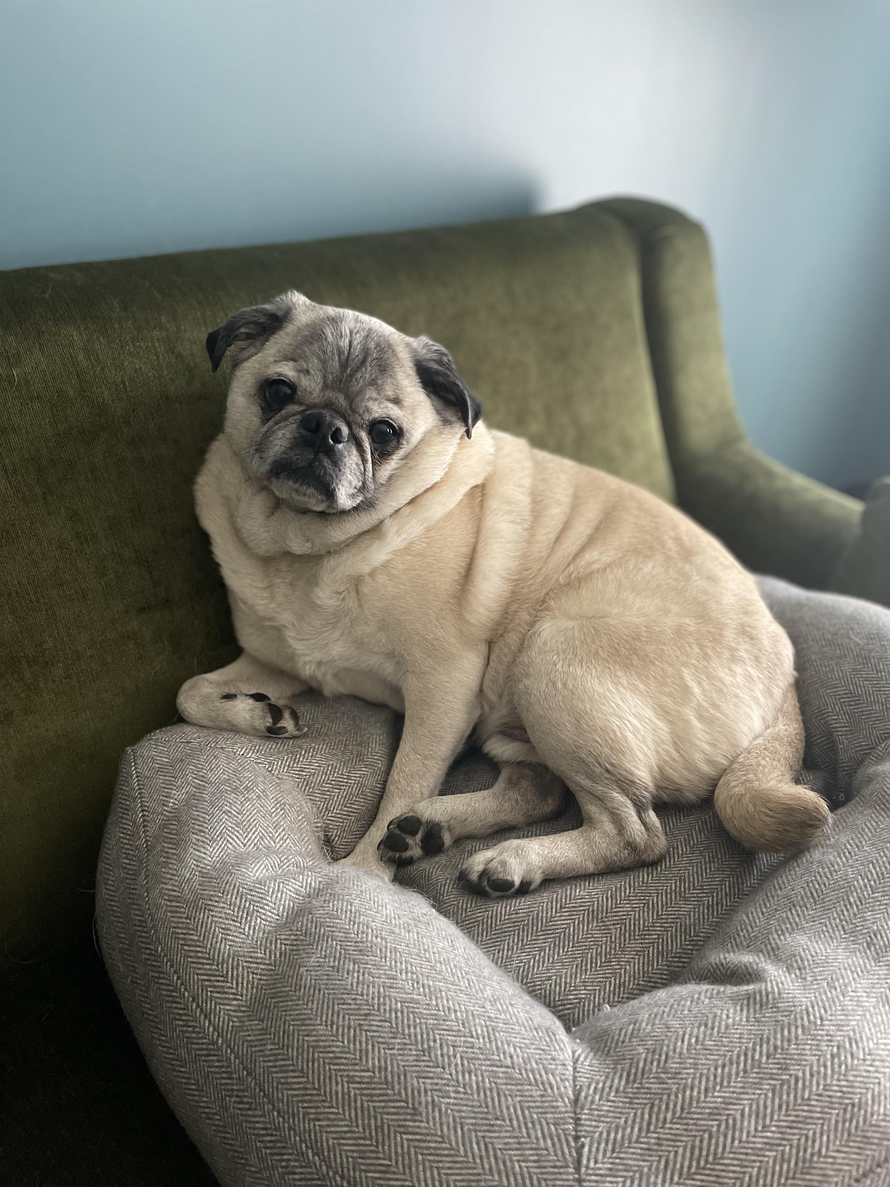 Pug Lovers Family (@pugloversfamily) / Twitter