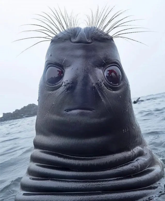 Scary Seal Memes Seal Being Scary | TikTok