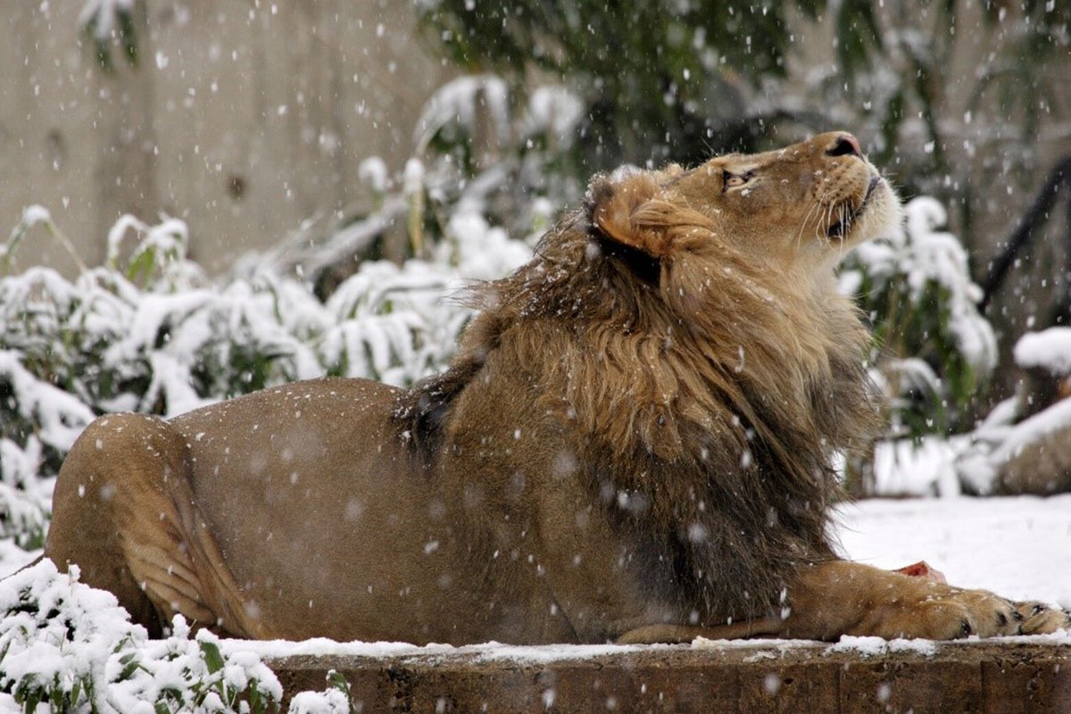 Luke, a 17-year-old lion at the Smithsonian National Zoo, was ...