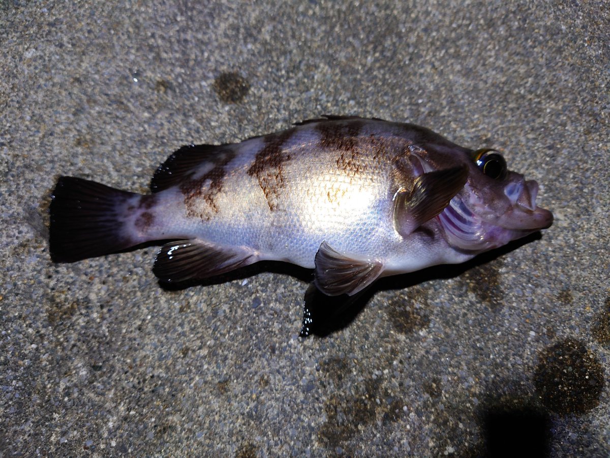 no humans photo background animal animal focus fish realistic solo ...