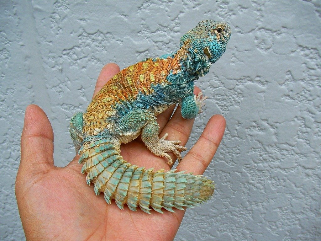 Rainbow Uromastyx