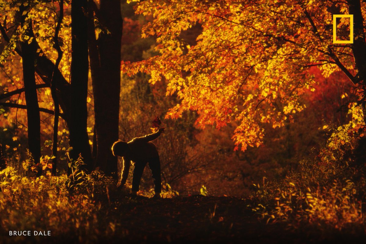 A youngster gathers fall leaves in Great Smoky Mountains National Park ...
