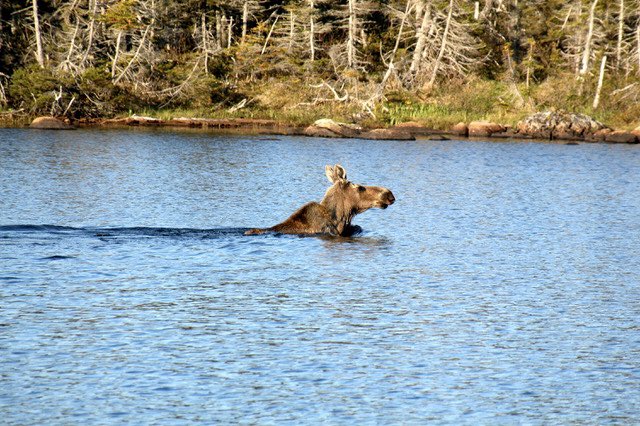This spring I came across a moose making a loud noise in the water to ...