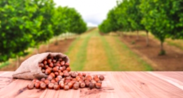 Nutella is one the world's favorite sweets. The invention of the ...