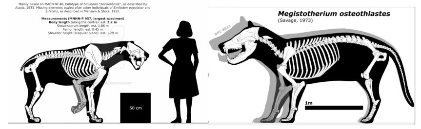 Smilodon Size Comparison
