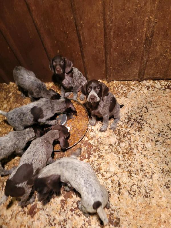 Gundog Central on Twitter: "GSP/GWP CROSS PUPS http://dlvr.it/SbVfcz >> http://gundogcentral.com ...