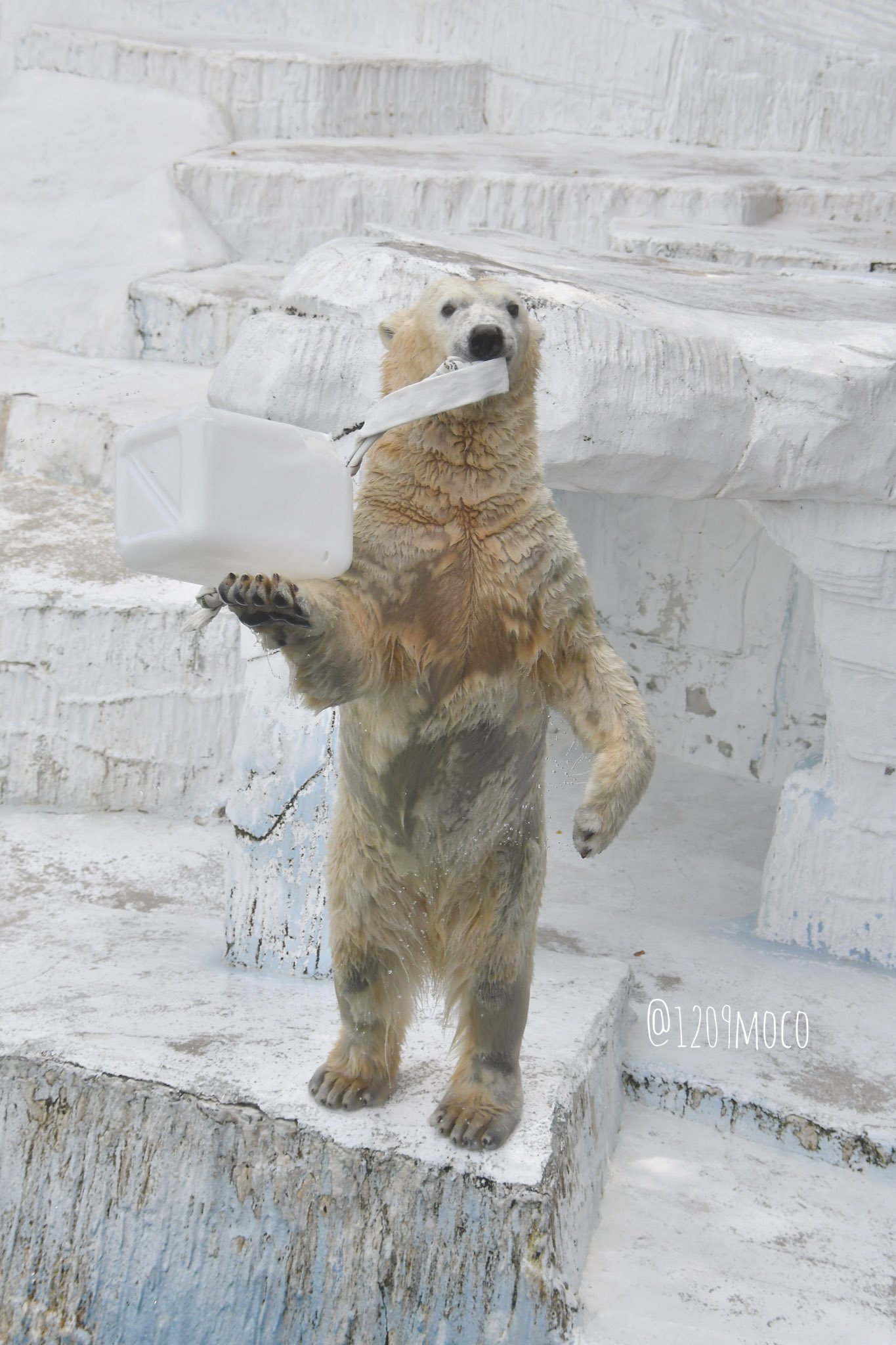 moco on Twitter: "ホウちゃん、直立！ からの… 離陸します ︎ （20221021 天王寺） #ホッキョクグマ #polarbear #天王寺動物園 #tennojizoo ...