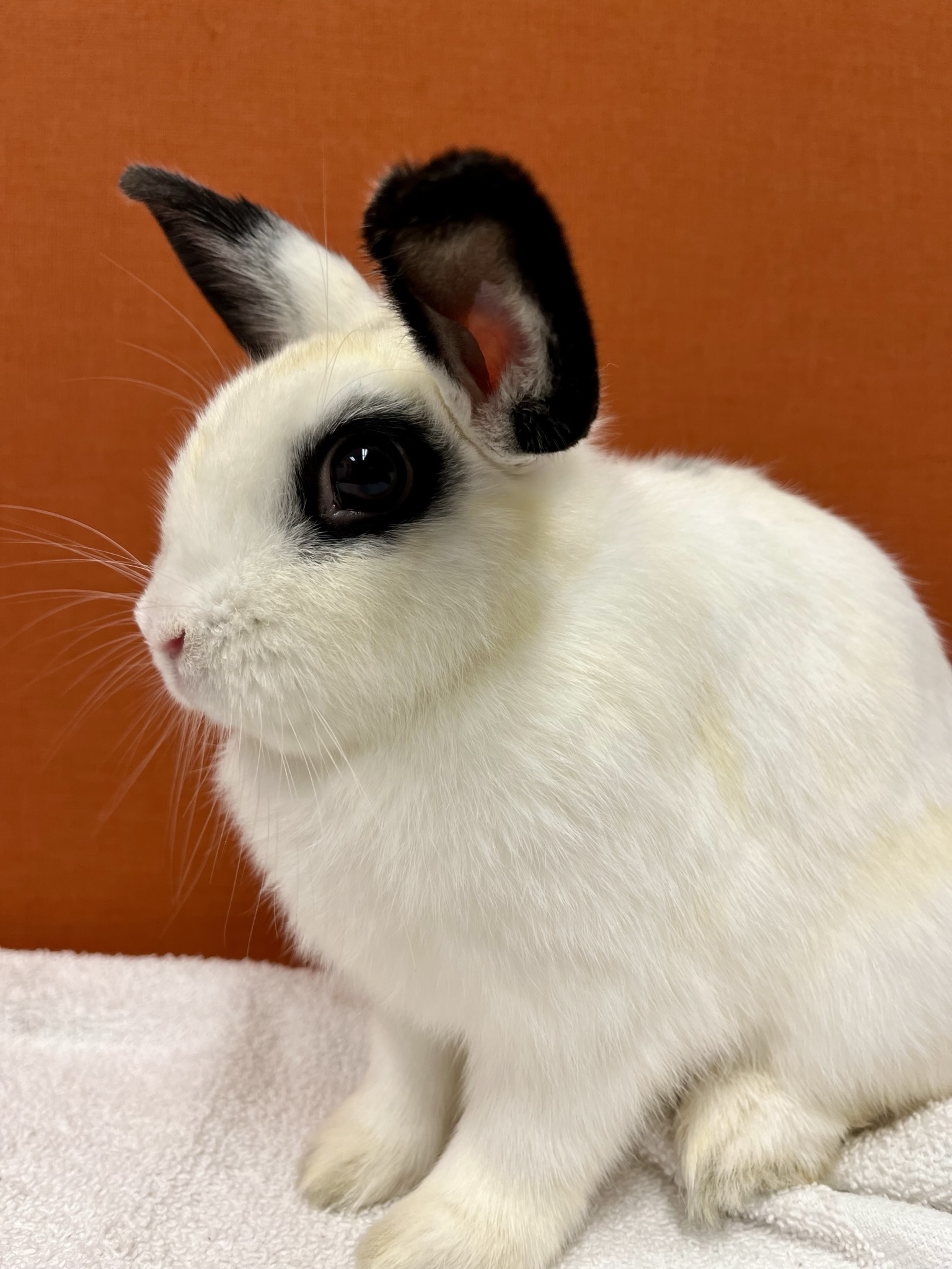Hotot Rabbit Black Ears