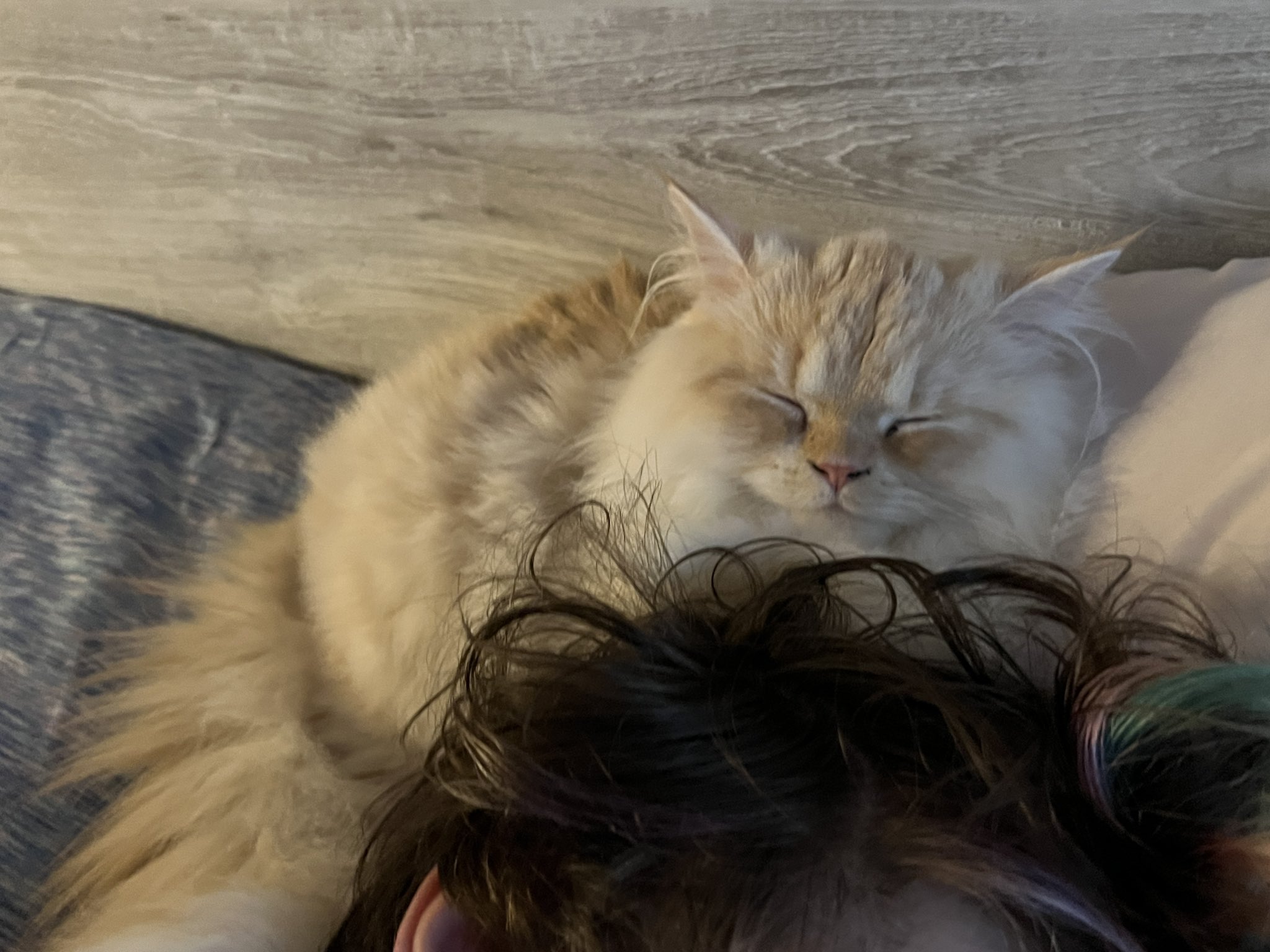 SmartyKat314 On Twitter Nap Time With Babies Https t co smartykat314-on-twitter-nap-time-with-babies-https-t-co