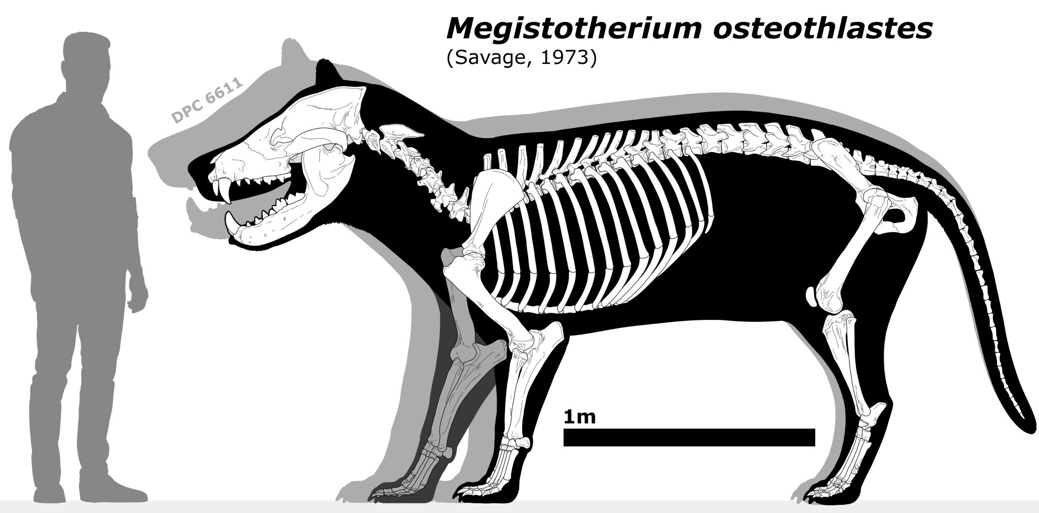 Daeodon Vs Megistotherium