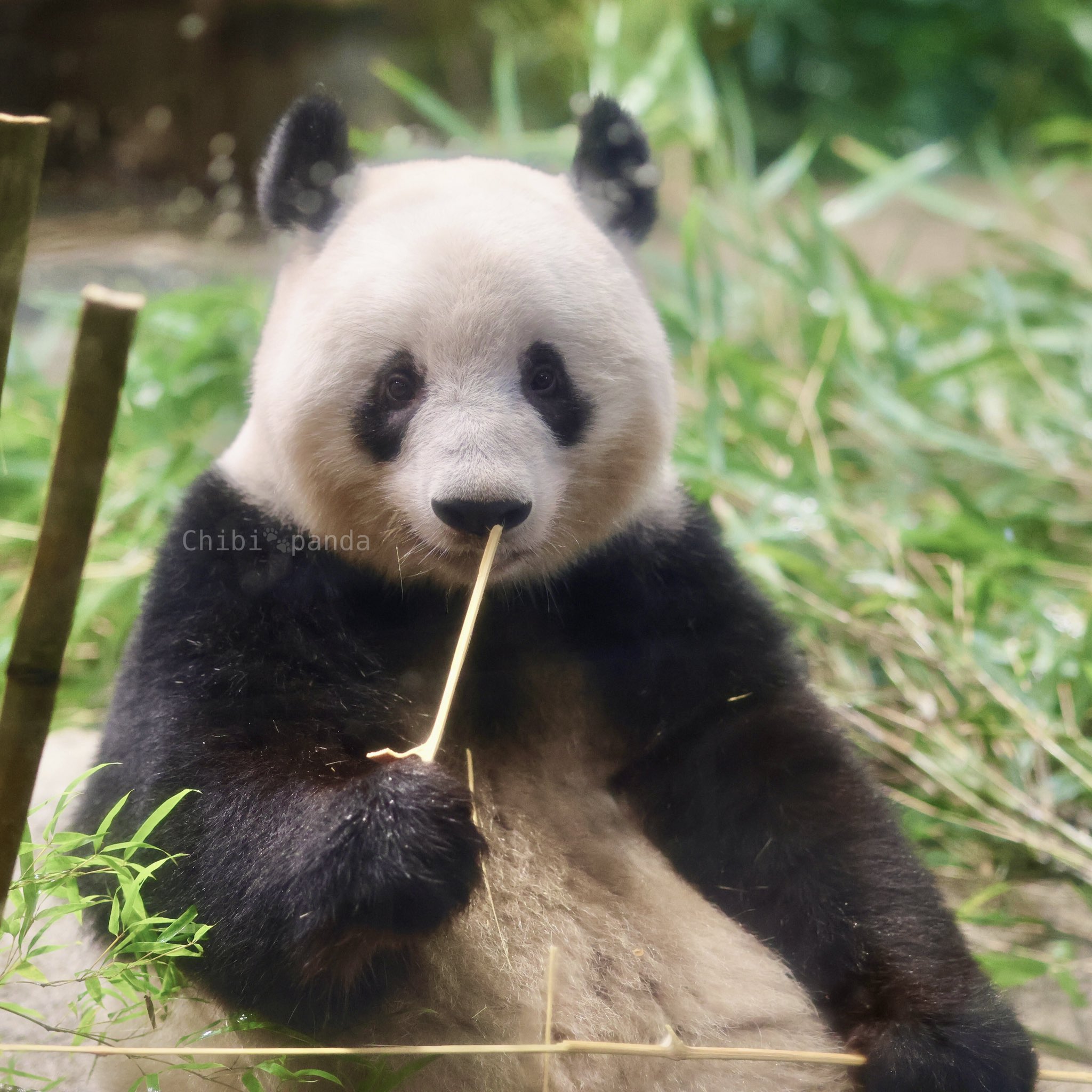 ちびぱんだ on Twitter: "こーんなにかわいい子がいる幸せ ️ ガラスについた水滴が入ってシャンちゃんが耳におしゃれしてるみたいになってます #シャンシャン #香香 ...