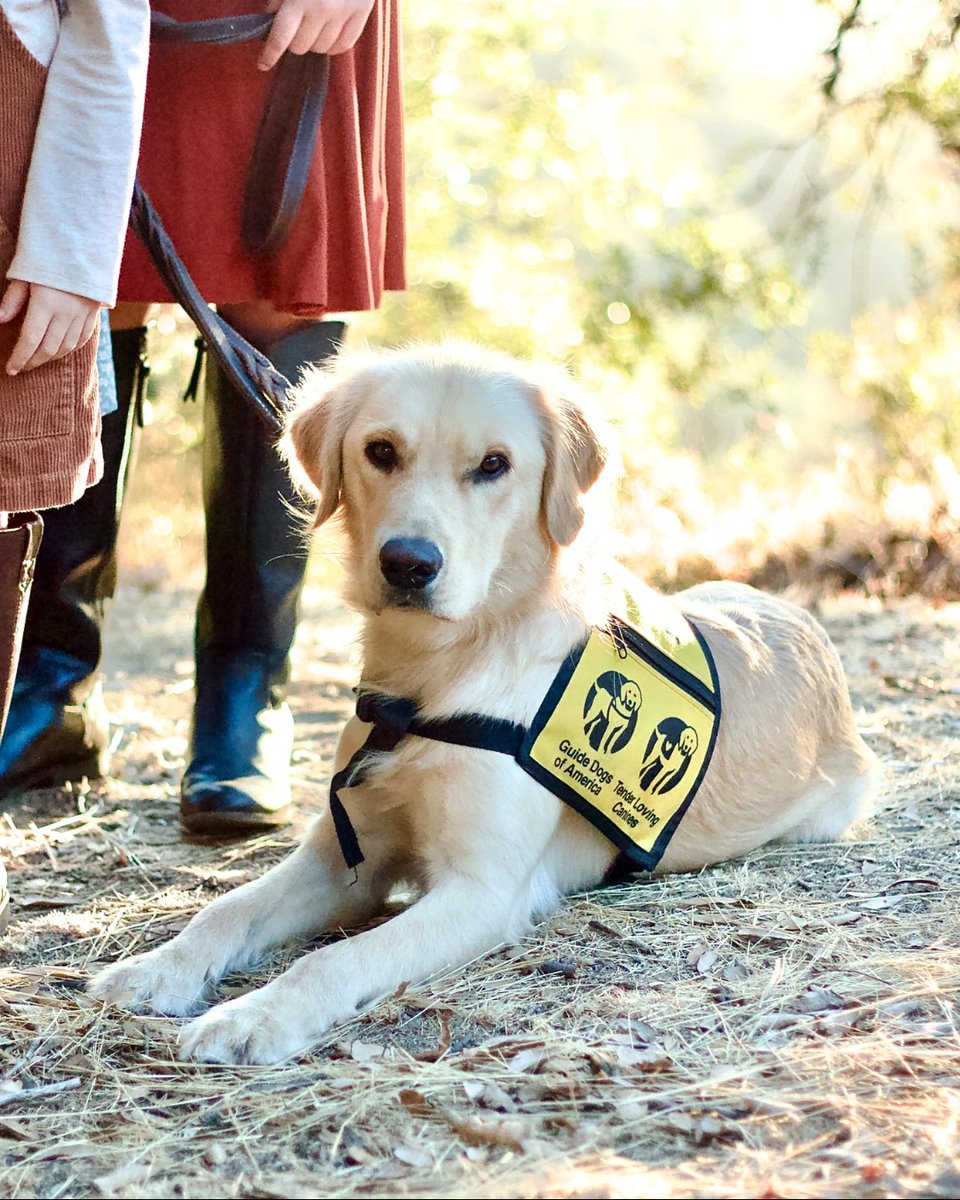 Do Guide Dogs Ever Play