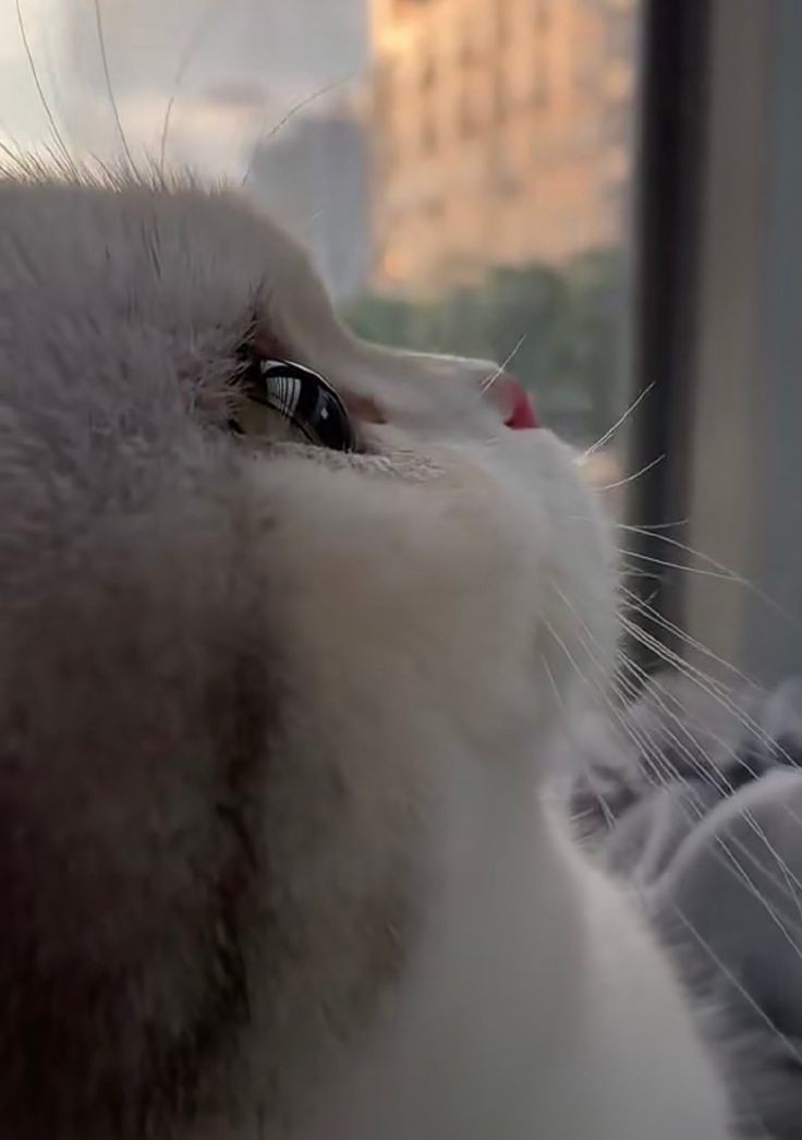 smol silly cat (@Catsillyness) / Twitter