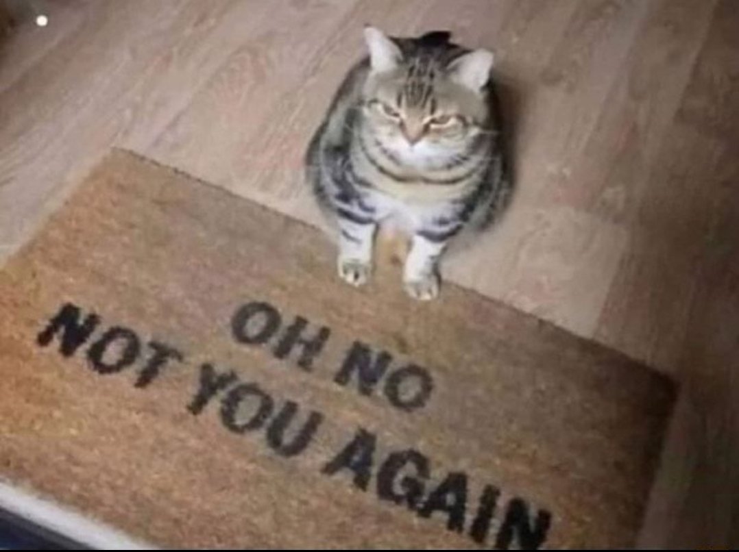 smol silly cat (@Catsillyness) / Twitter