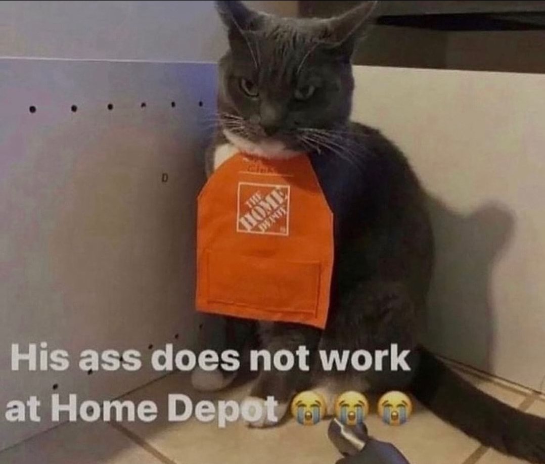 smol silly cat (@Catsillyness) / Twitter