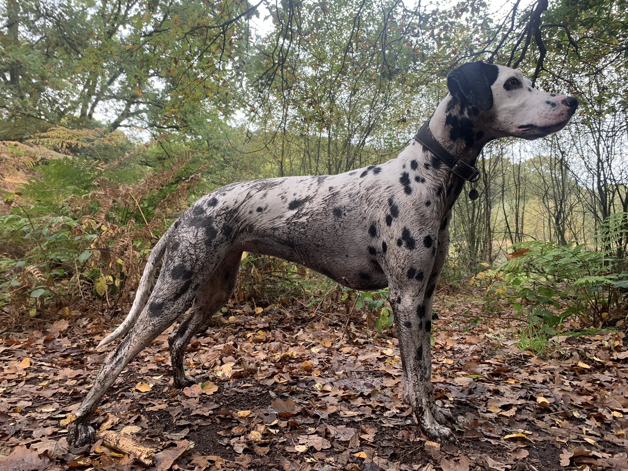 Dalmatian Doberman Mix