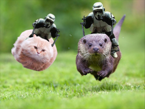 Hover Cat Star Wars