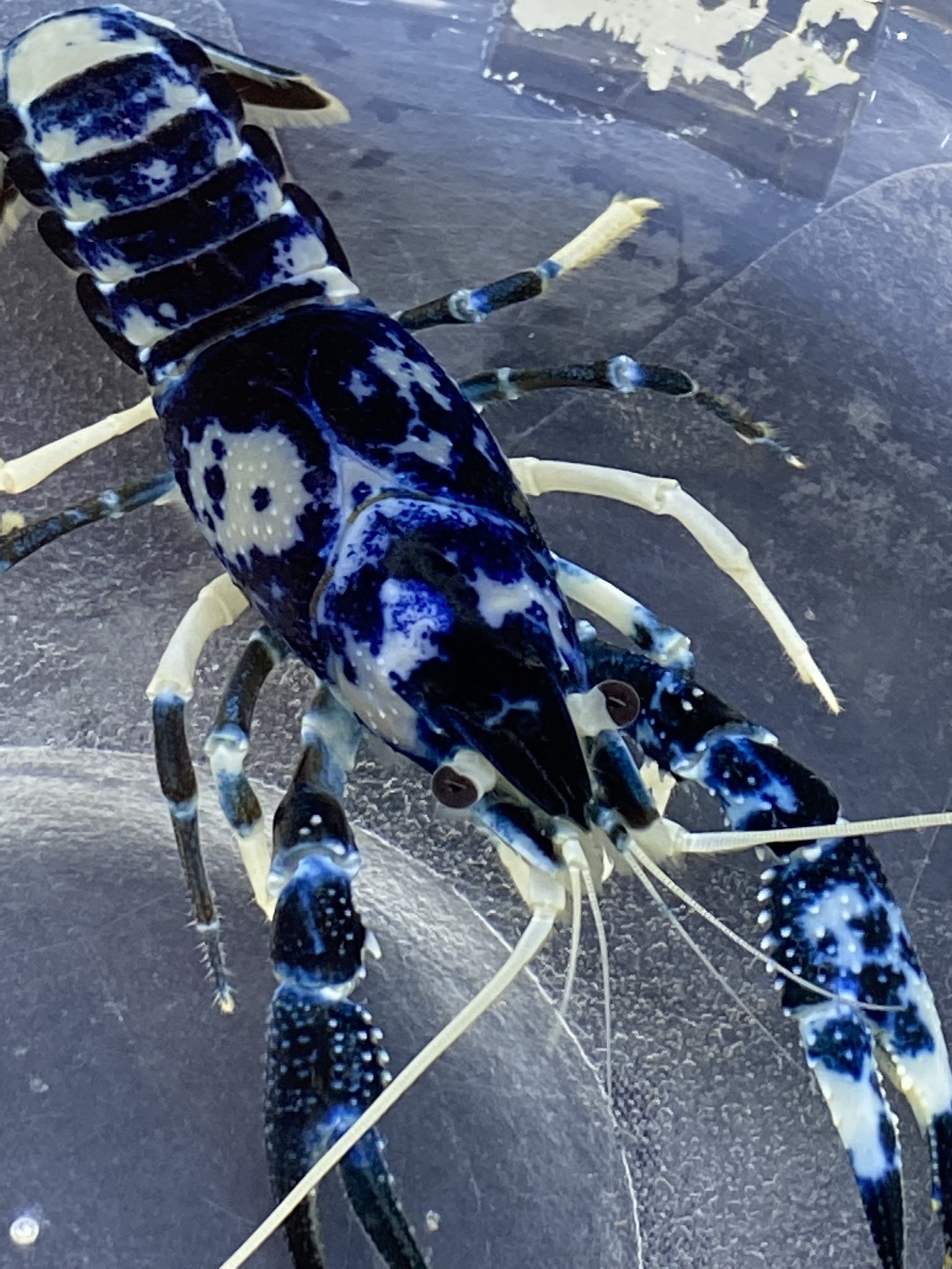 dub bub bud dud (@buddybubb) / Twitter